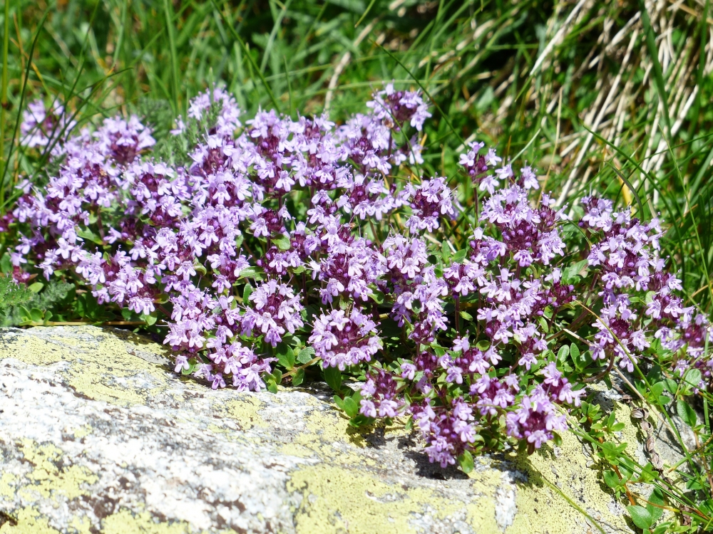 Sitrontimian 'Doone Valley' (Thymus ) 1 stk overvintret plante i potte ...